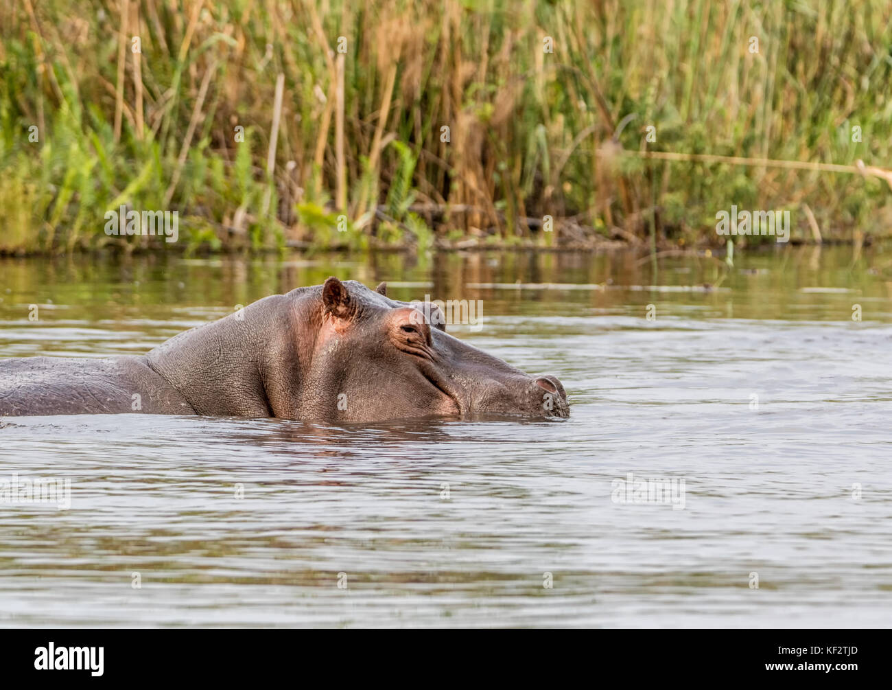 Hippo in a river in the Caprivi Strip, Namibia Stock Photo - Alamy