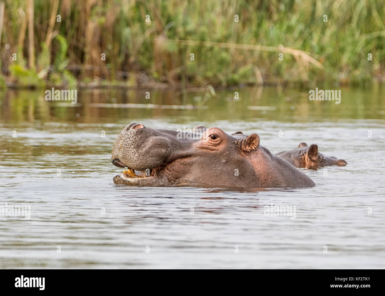 Hippo in a river in the Caprivi Strip, Namibia Stock Photo - Alamy