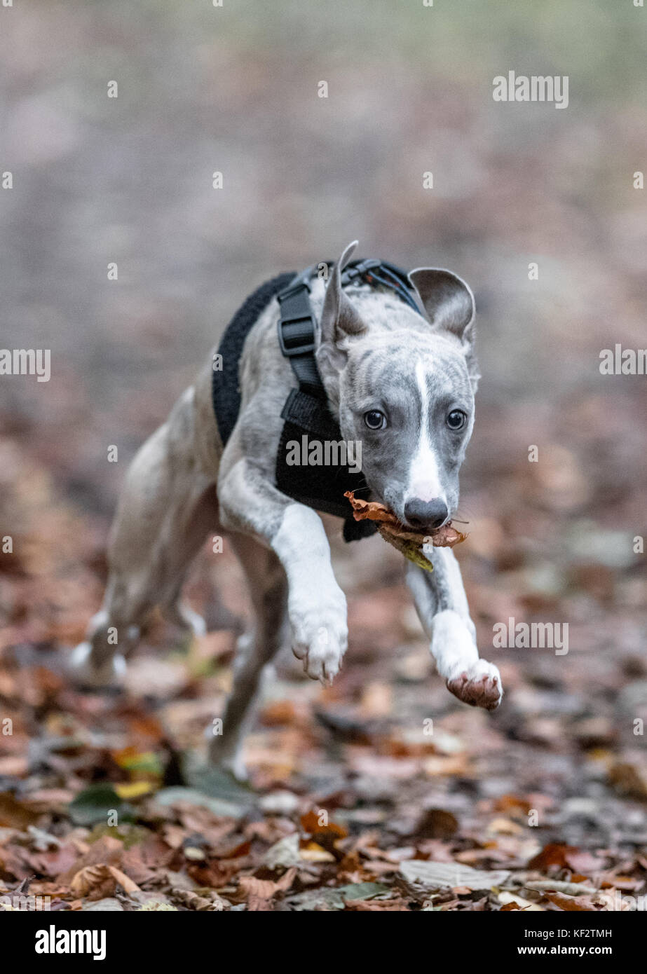 Whippet puppy running Stock Photo - Alamy