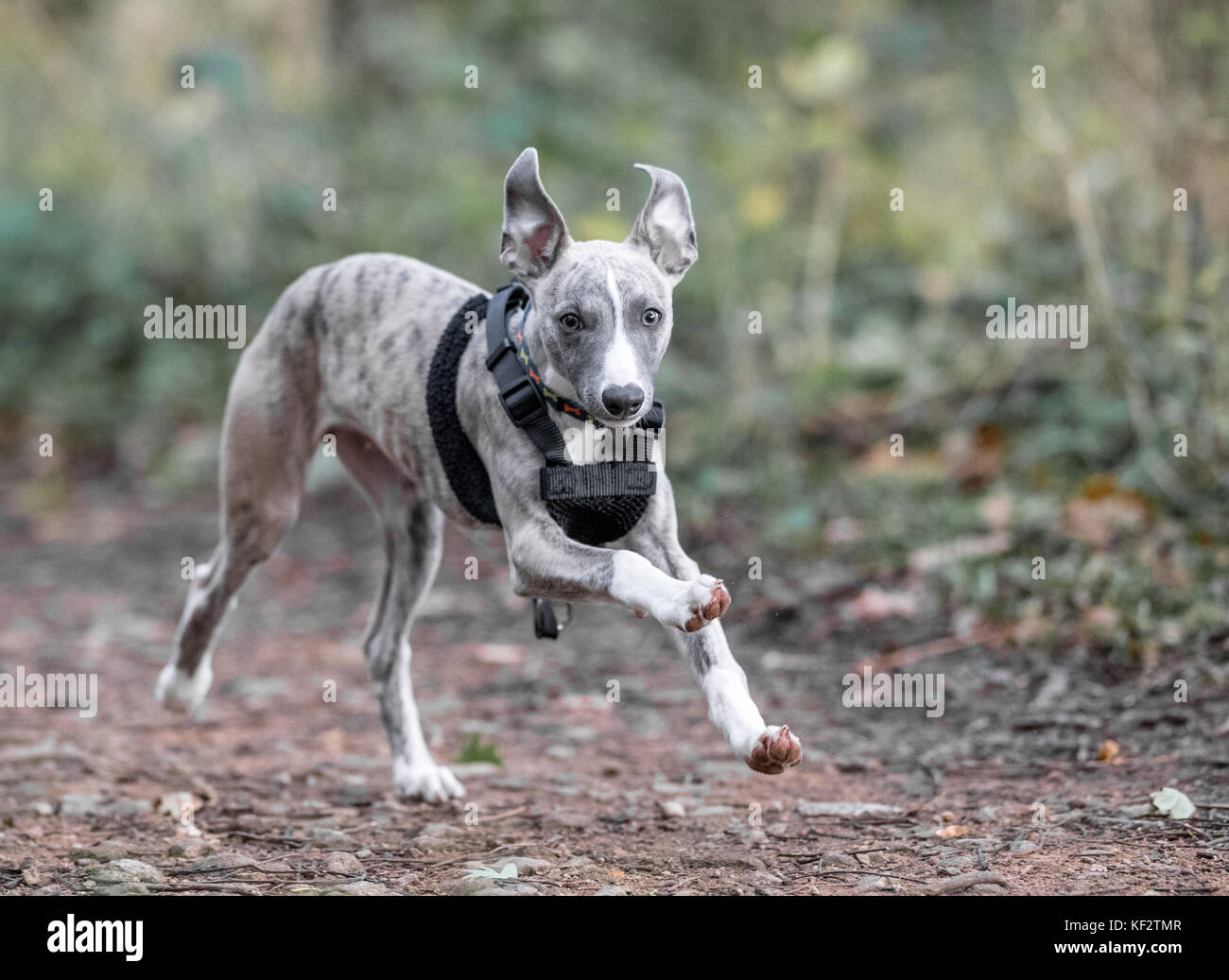 Whippet puppy running Stock Photo - Alamy