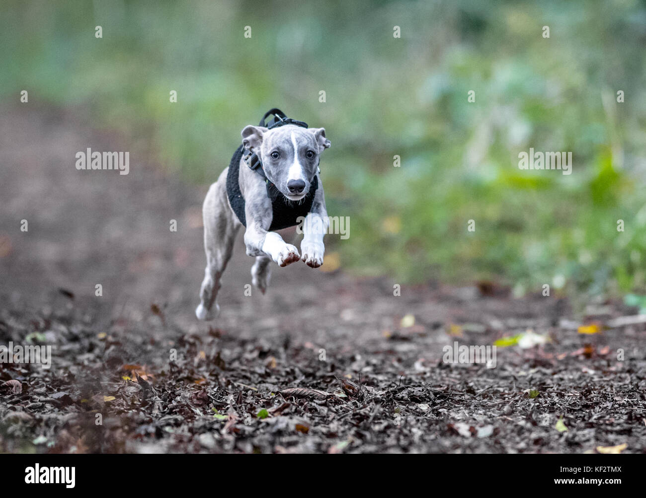 Whippet collar hi-res stock photography and images - Alamy