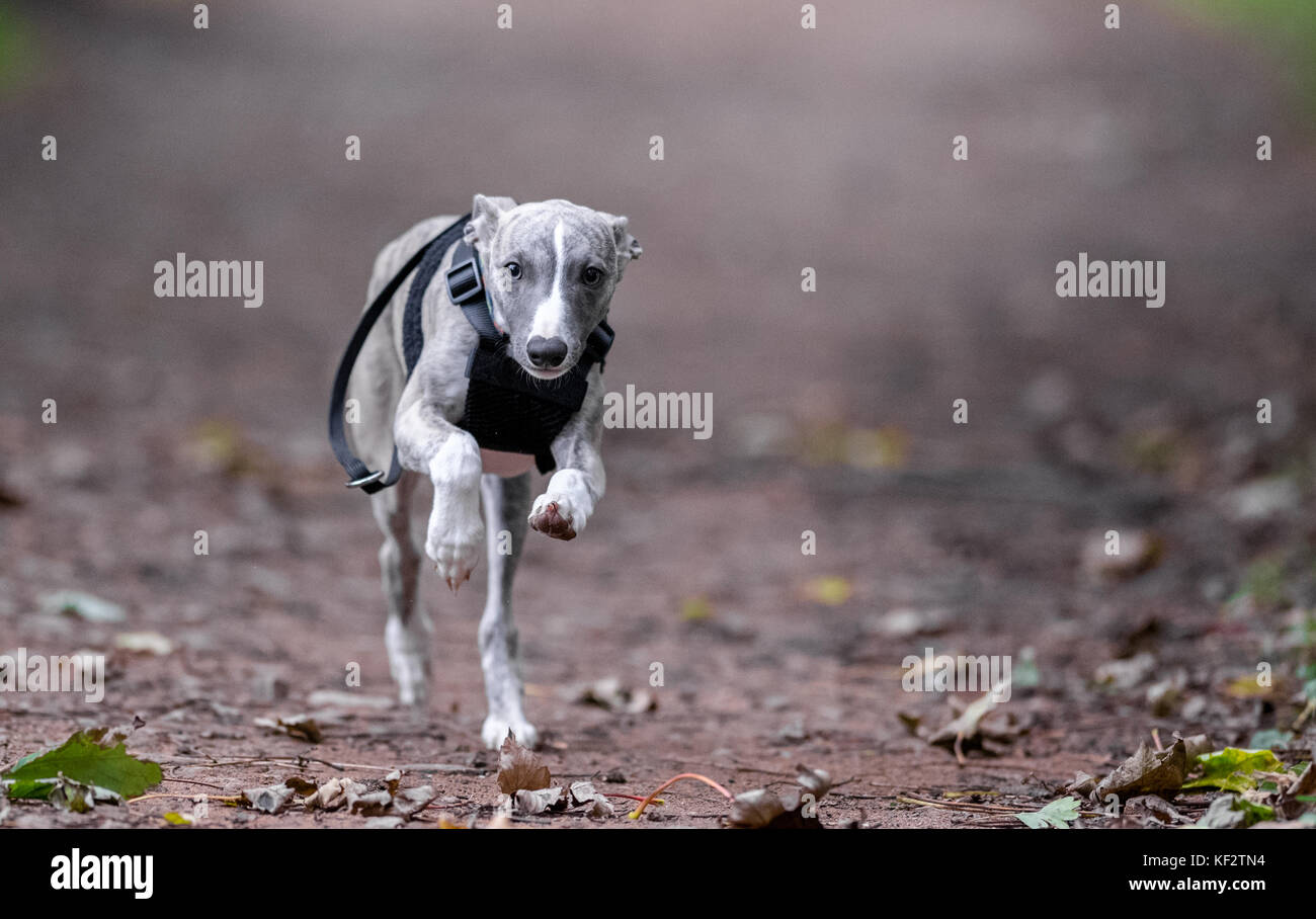 Whippet puppy running Stock Photo - Alamy