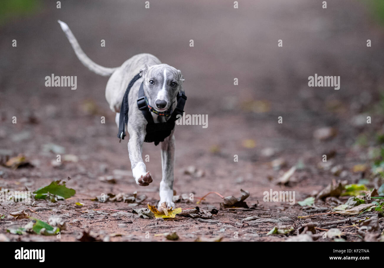 Whippet puppy running Stock Photo - Alamy