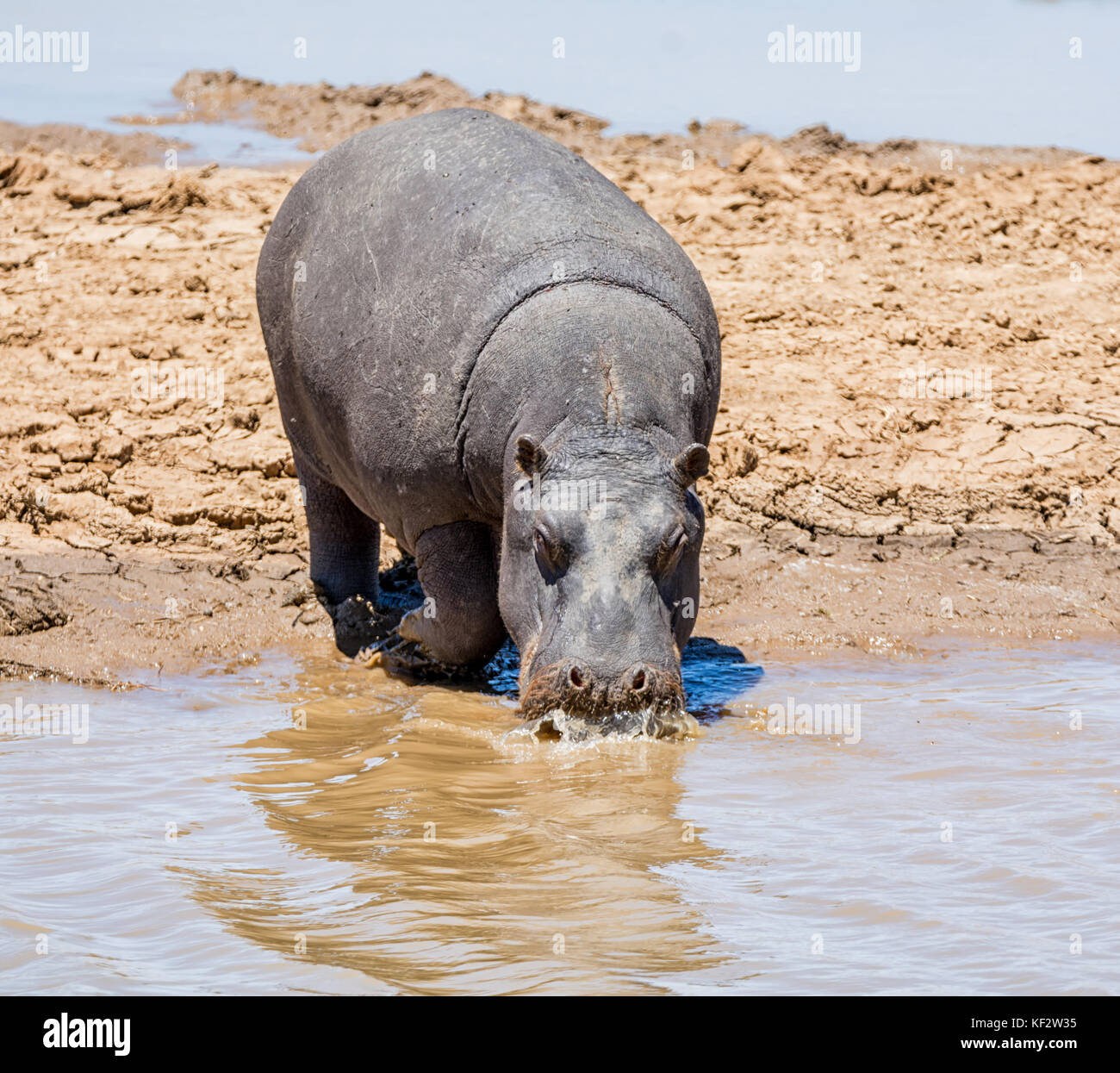 Hippo in a river in the Caprivi Strip, Namibia Stock Photo - Alamy