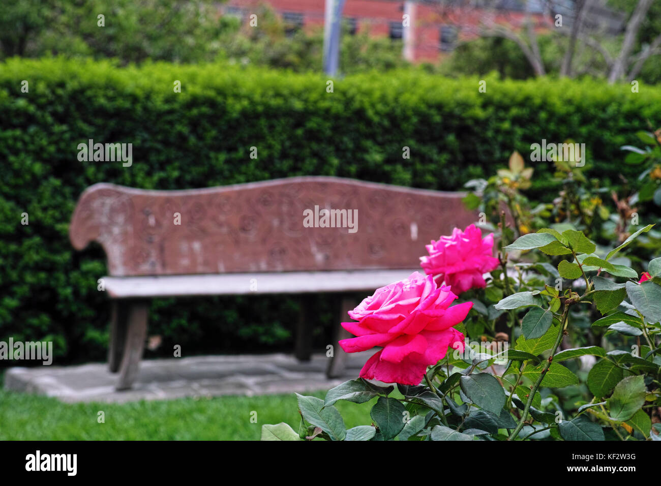 Roses and a bench hi-res stock photography and images - Alamy