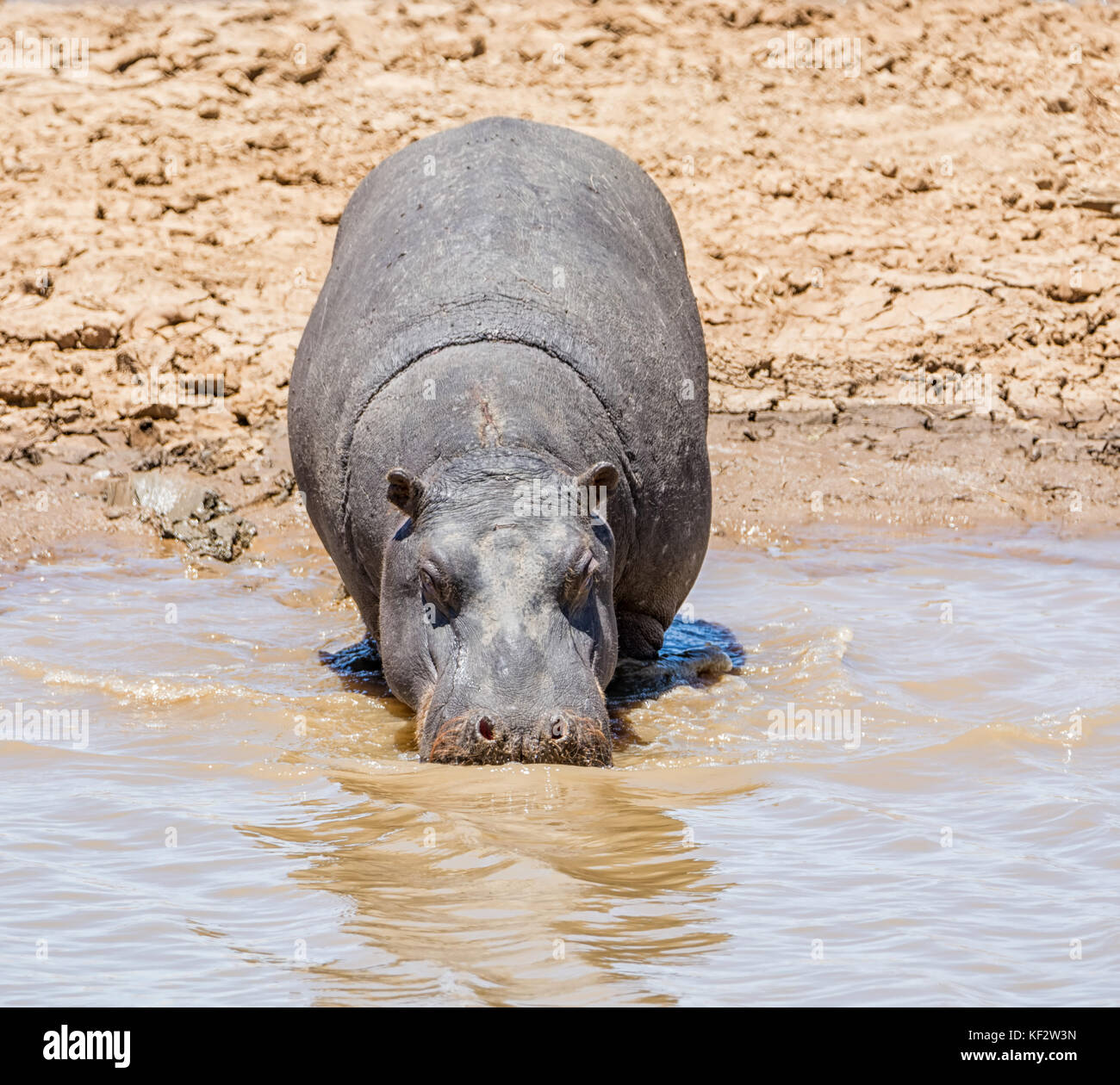Hippo in a river in the Caprivi Strip, Namibia Stock Photo - Alamy