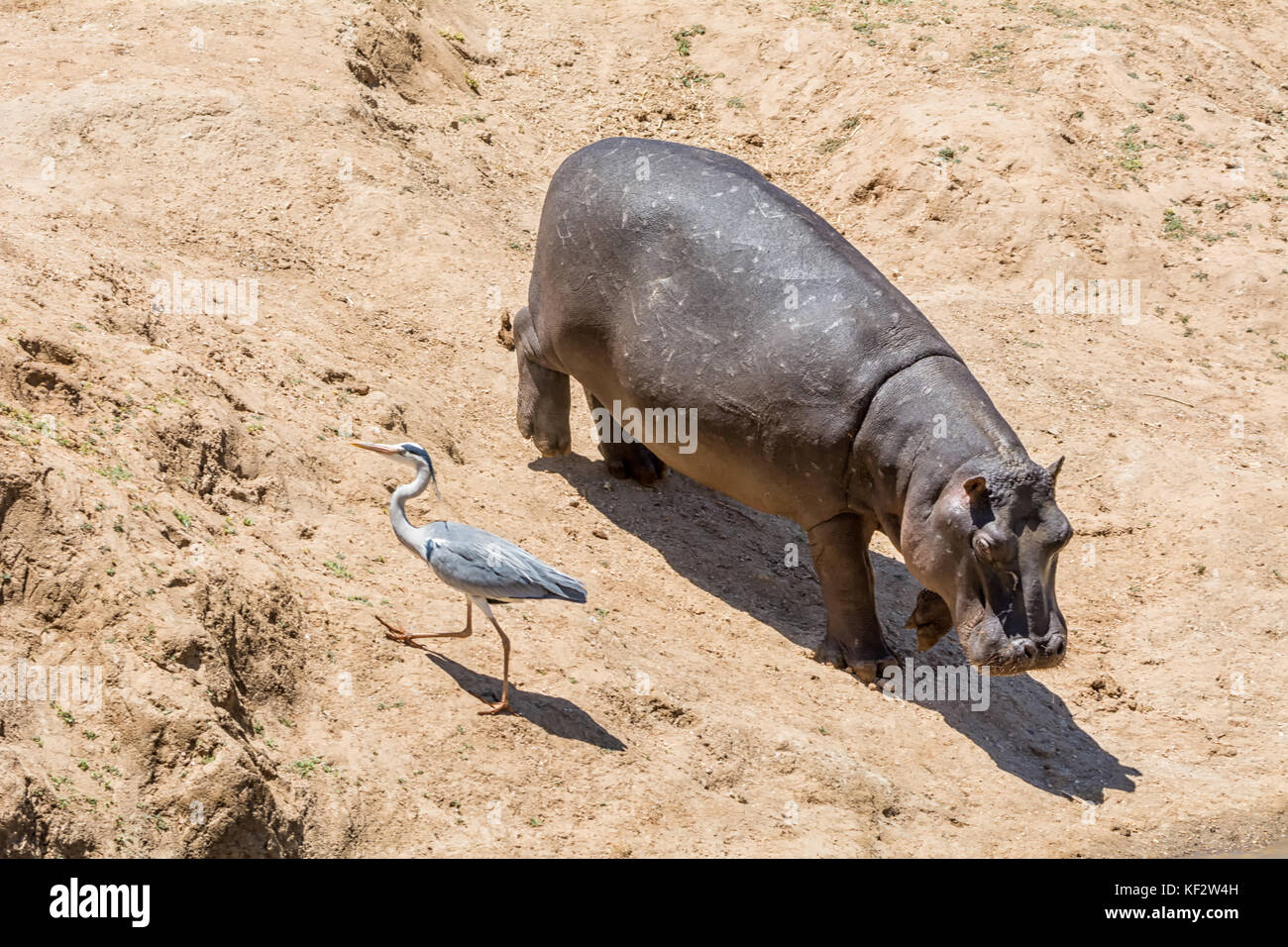 A Hippo and Black-headed Heron cross paths by a waterhole in the ...