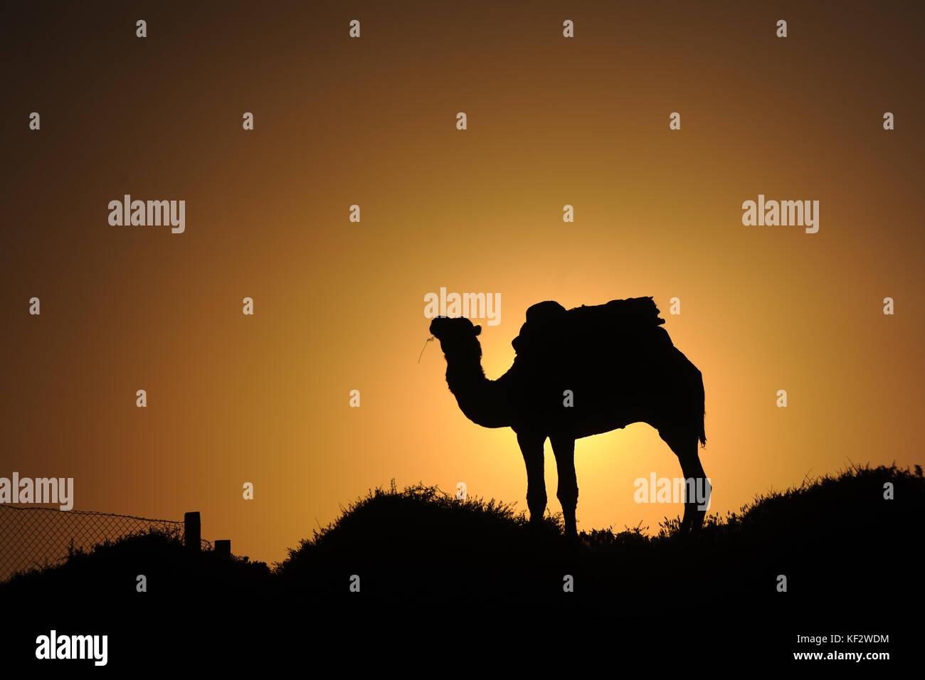camel at sundown Stock Photo - Alamy