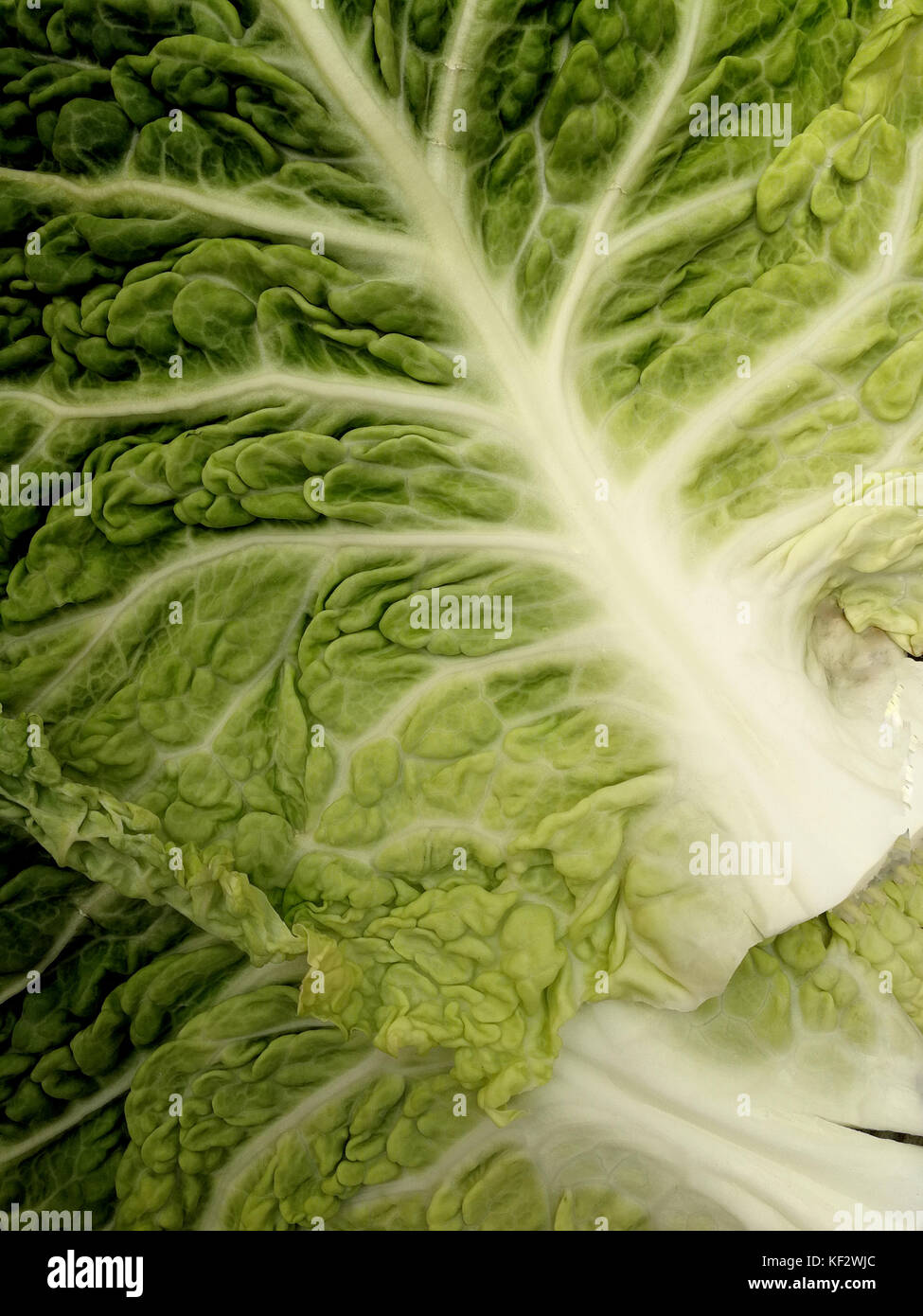 curly leaves cabbage, nature fractals Stock Photo - Alamy