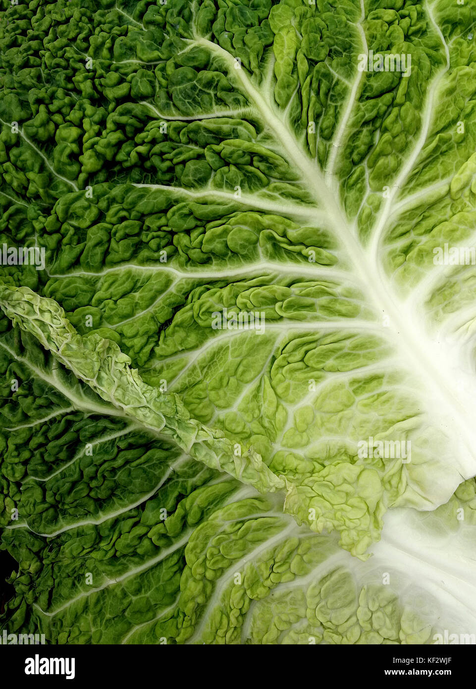 curly leaves cabbage, nature fractals Stock Photo - Alamy