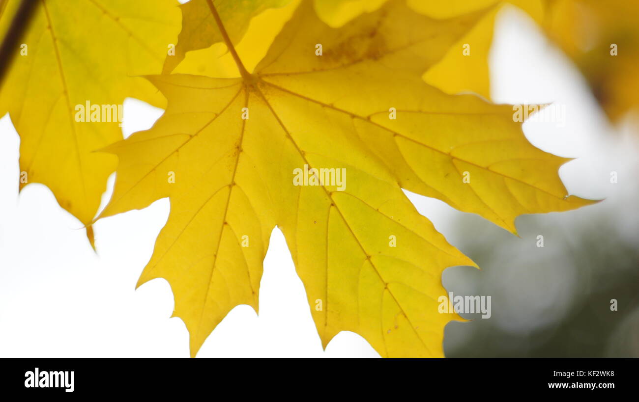 A maple leaf, yellowed but not yet fallen from the tree in October in the city park in autumn ...