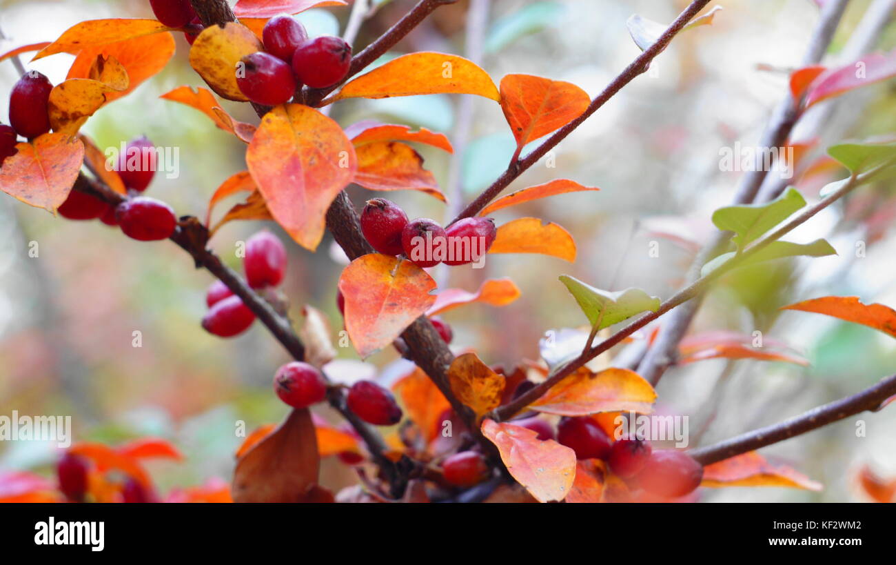 Wild red berries ripened on the bush in autumn with reddened leaves in ...