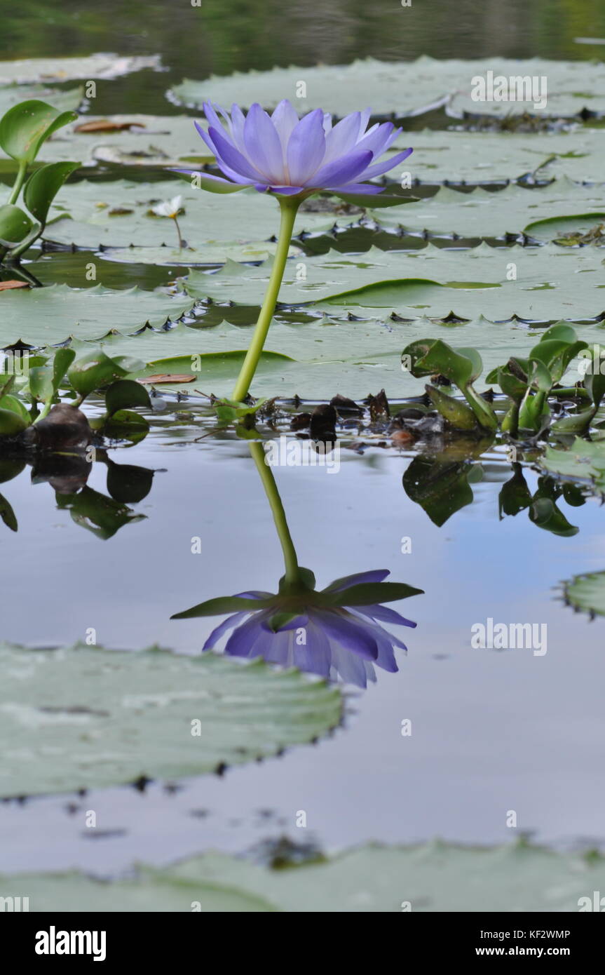 Big purple river wildlife hi-res stock photography and images - Alamy