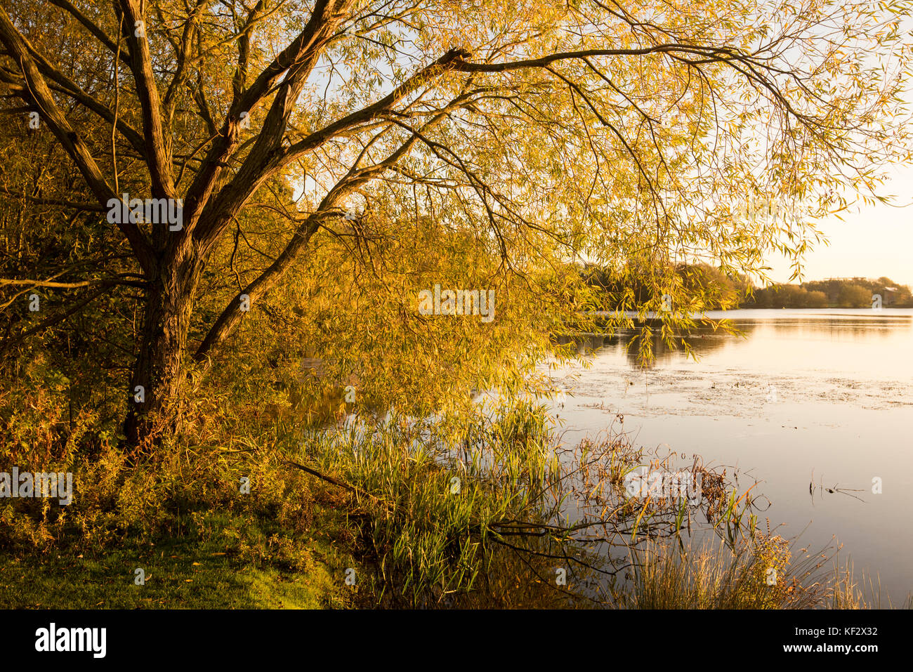 Early Morning Autumn Light on the Lake at Colwick Park, Nottingham ...