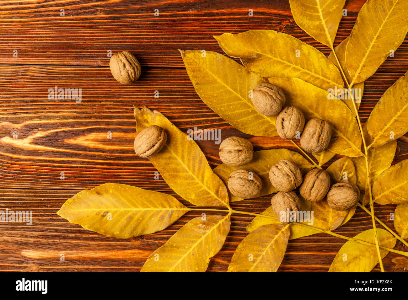 Walnuts with autumn yellow walnut leaves against the background an old ...