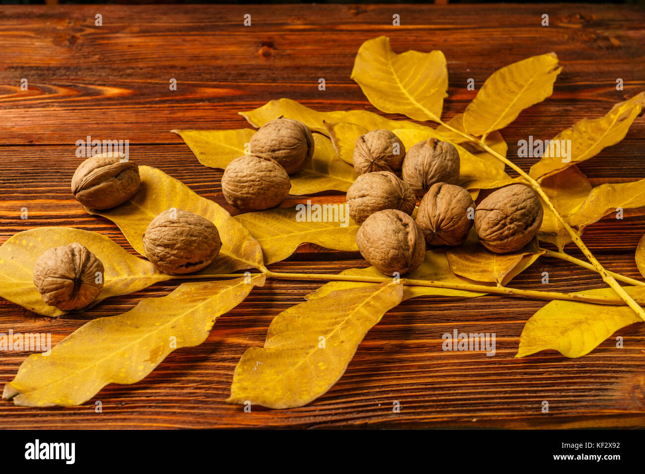 Walnuts with autumn yellow walnut leaves against the background an old ...