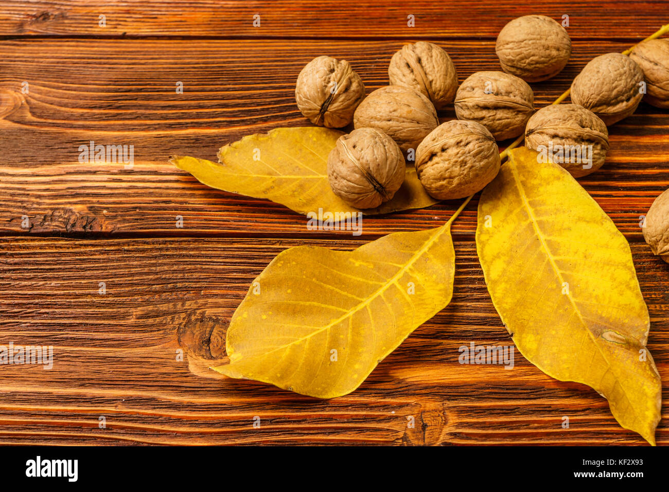 Walnuts with autumn yellow walnut leaves against the background an old ...