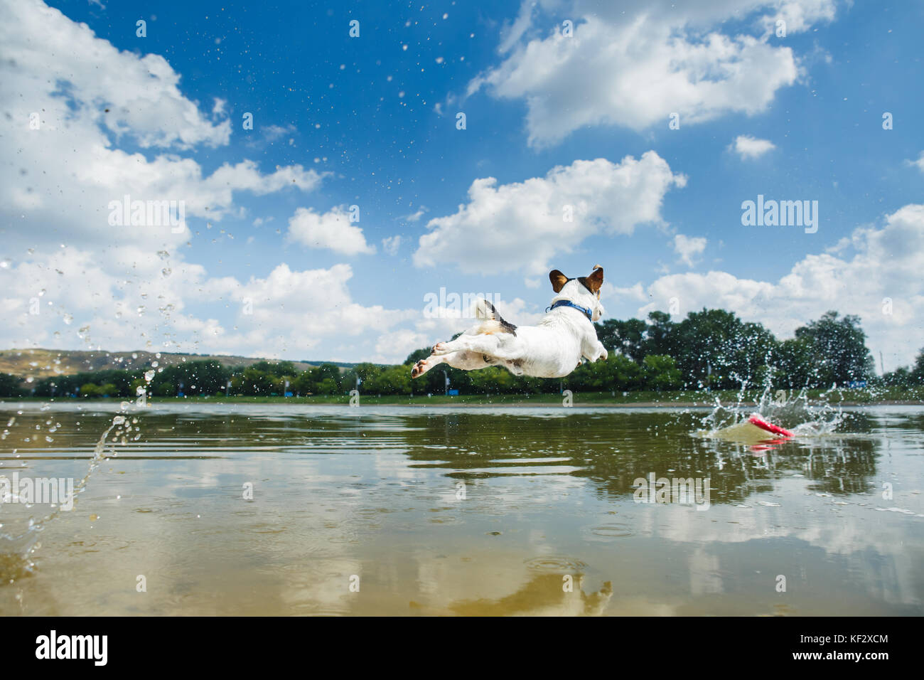 Energetic dog running in water Stock Photo - Alamy