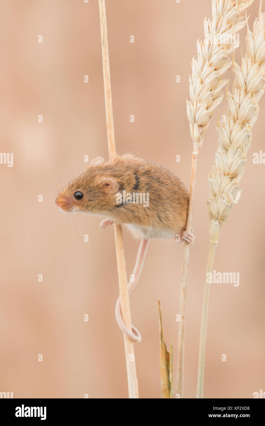 Mischievous mouse hi-res stock photography and images - Alamy