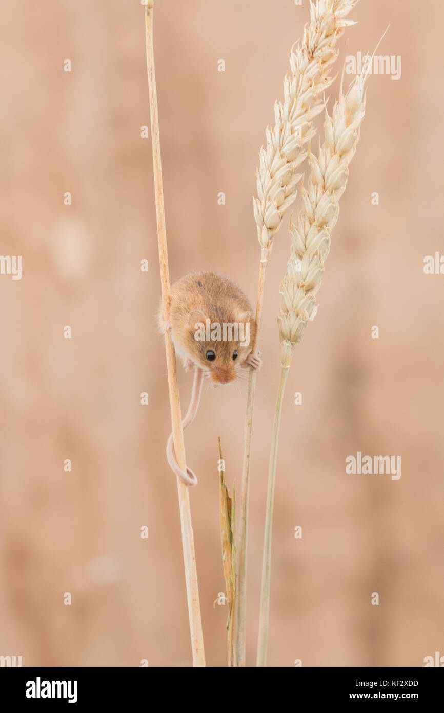 Mischievous mouse hi-res stock photography and images - Alamy