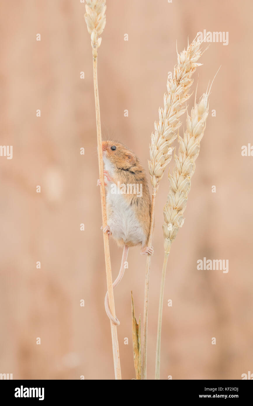 Mischievous mouse hi-res stock photography and images - Alamy