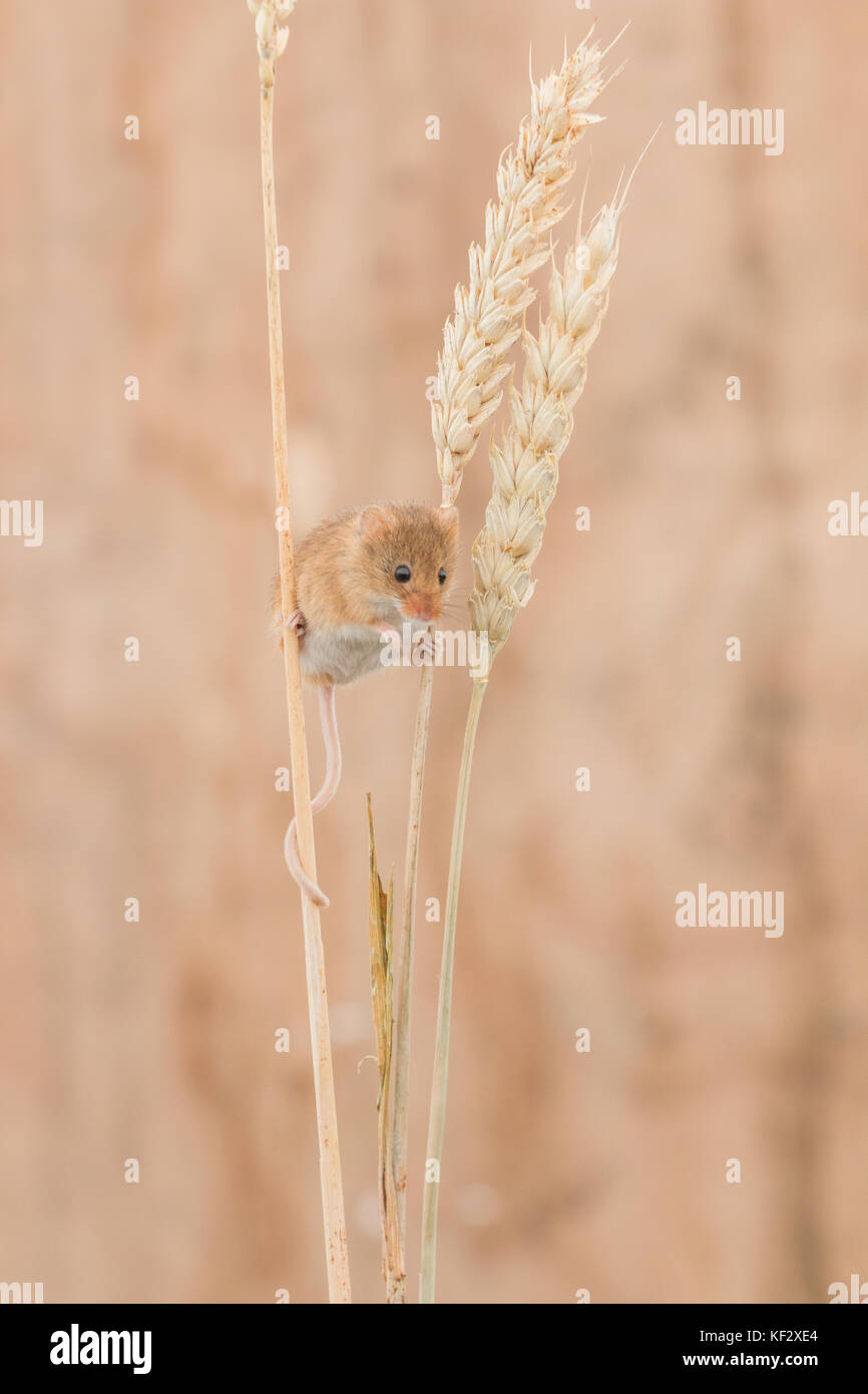 Cute field mouse hay bale hi-res stock photography and images - Alamy