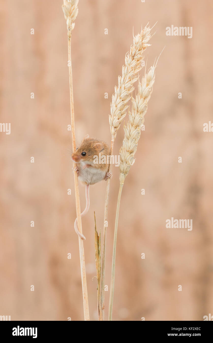 Mouse on a hay stick Stock Photo - Alamy