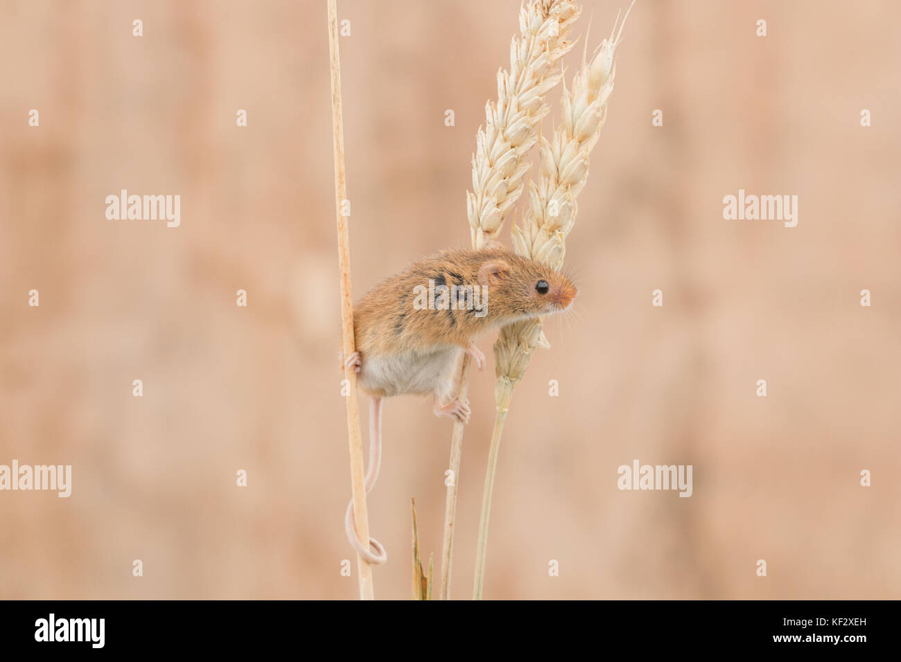 Mischievous mouse hi-res stock photography and images - Alamy