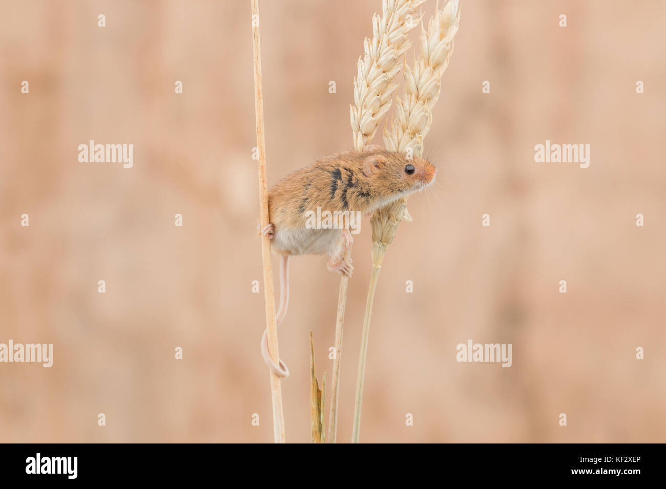 Mouse on a hay stick Stock Photo - Alamy