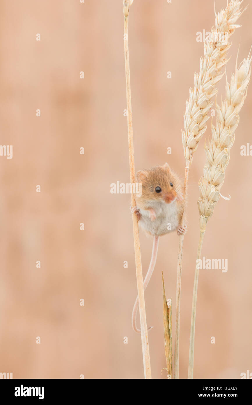 Mischievous mouse hi-res stock photography and images - Alamy