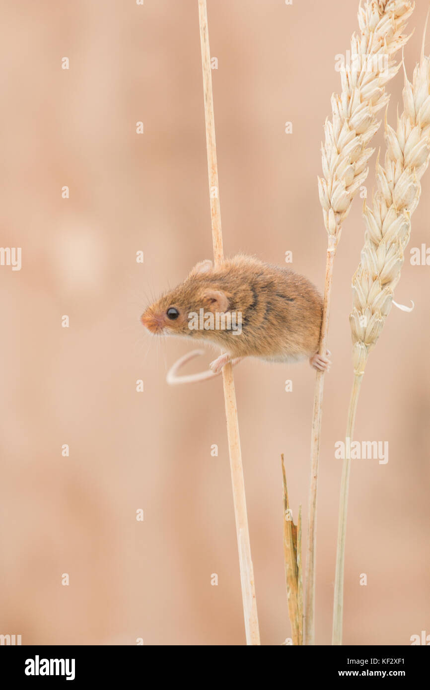 Mouse sitting on flower hi-res stock photography and images - Alamy