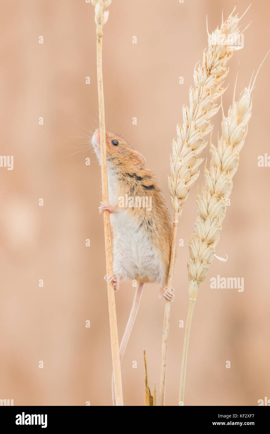 Mouse on a hay stick Stock Photo - Alamy