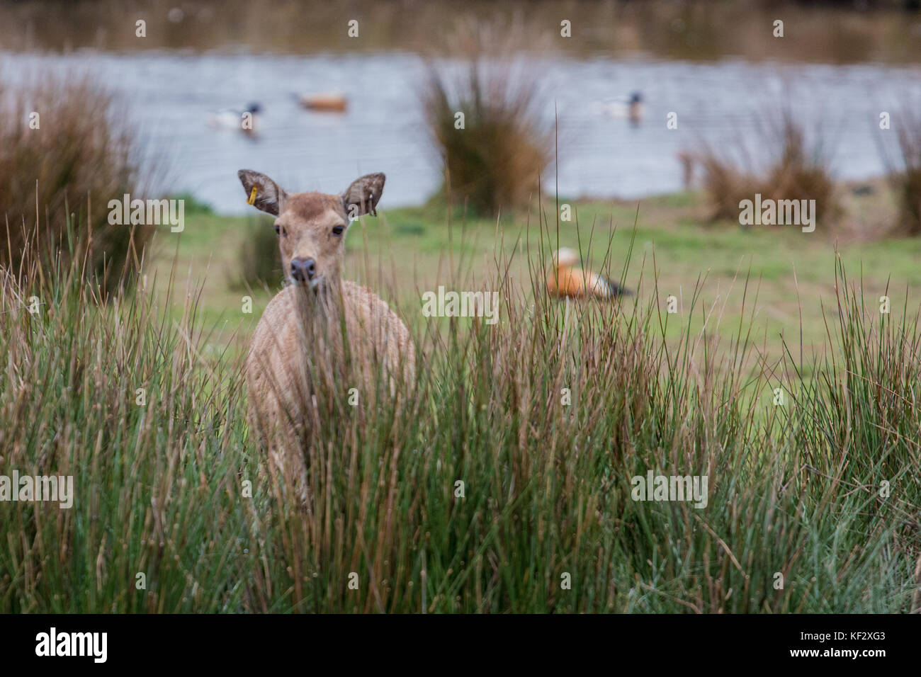Deer playing by the lake Stock Photo - Alamy
