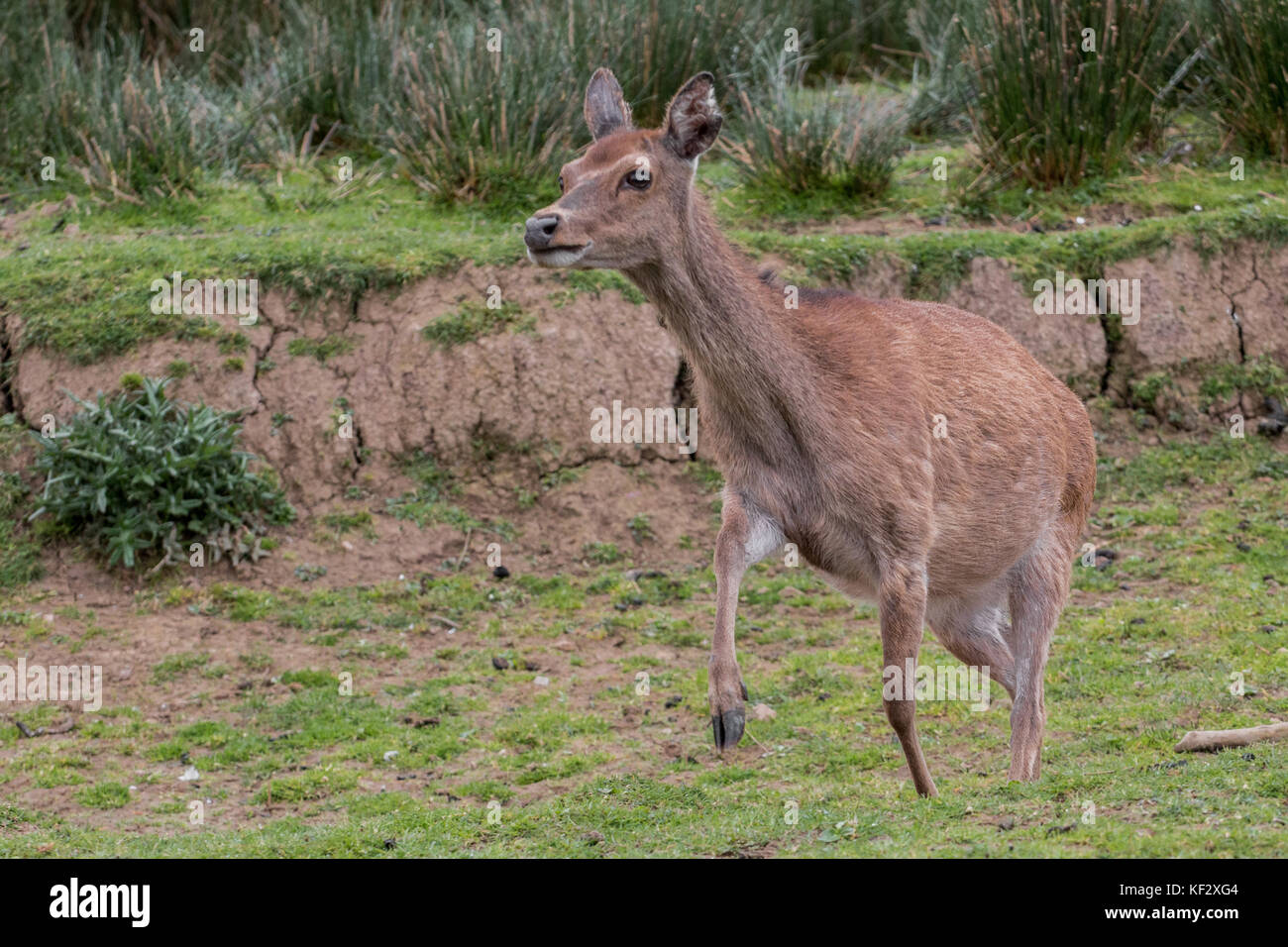 Deer playing by the lake Stock Photo - Alamy