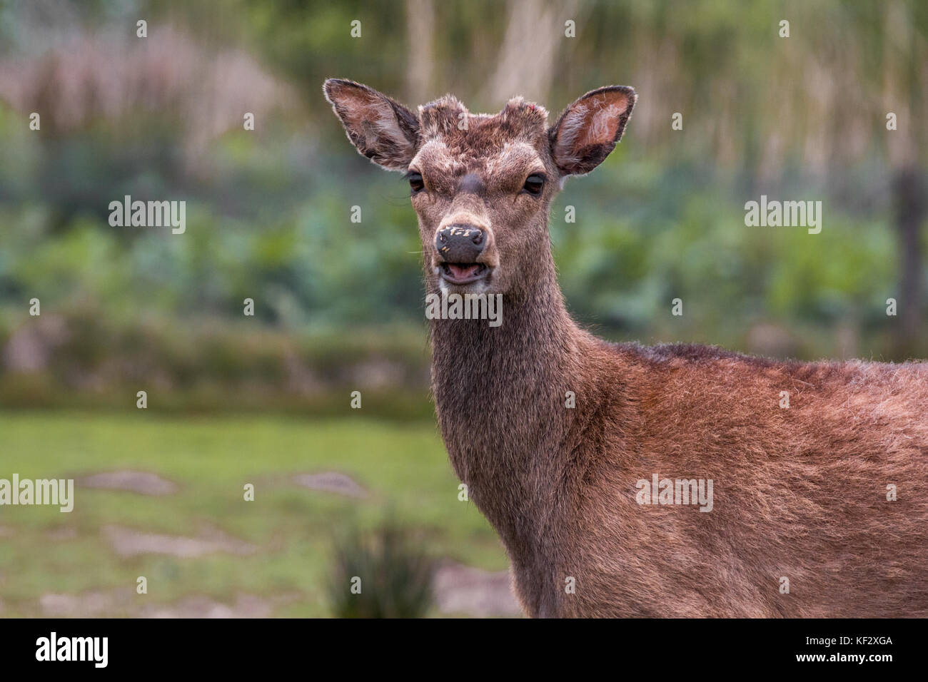 Deer playing hi-res stock photography and images - Alamy