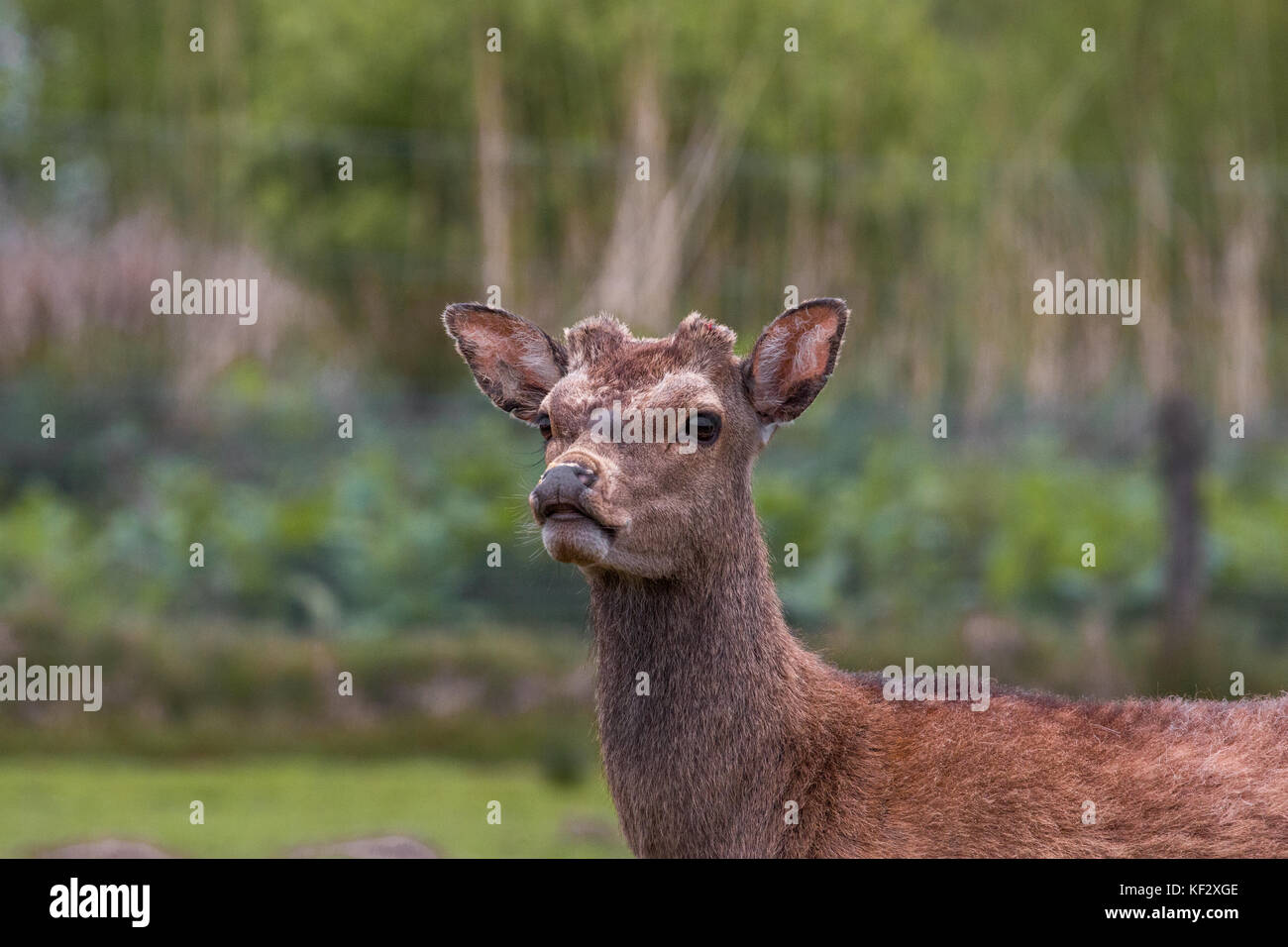 Deer playing by the lake Stock Photo - Alamy