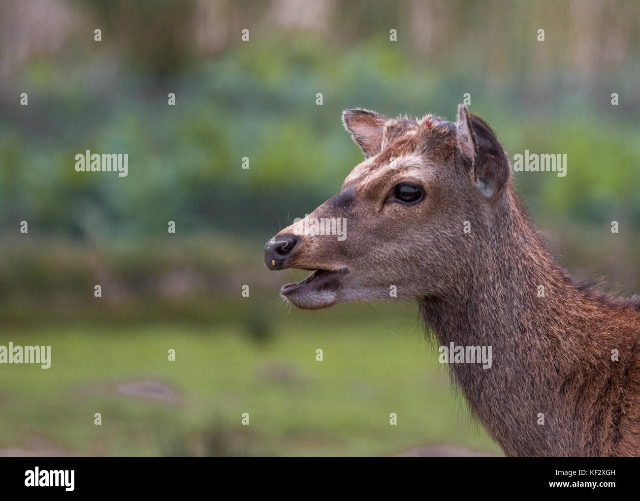 Deer playing hi-res stock photography and images - Alamy