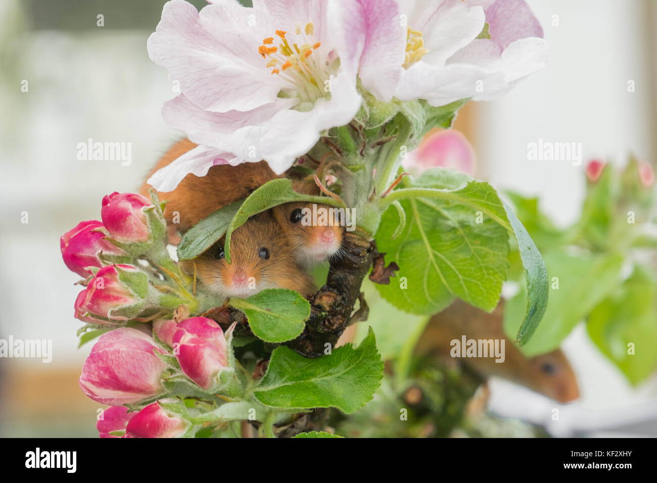 Field mice hi-res stock photography and images - Alamy