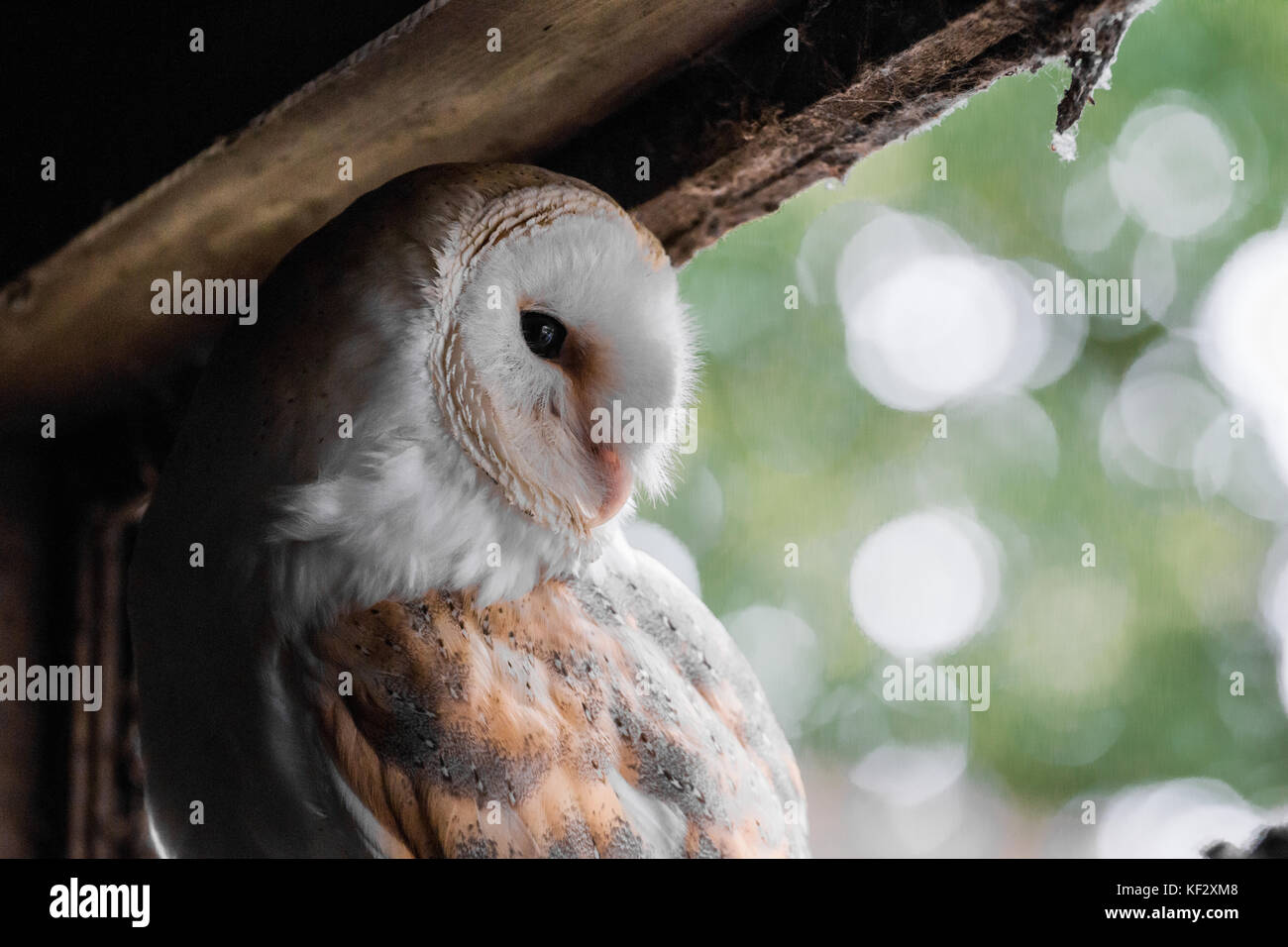 Dramatic pose hi-res stock photography and images - Alamy