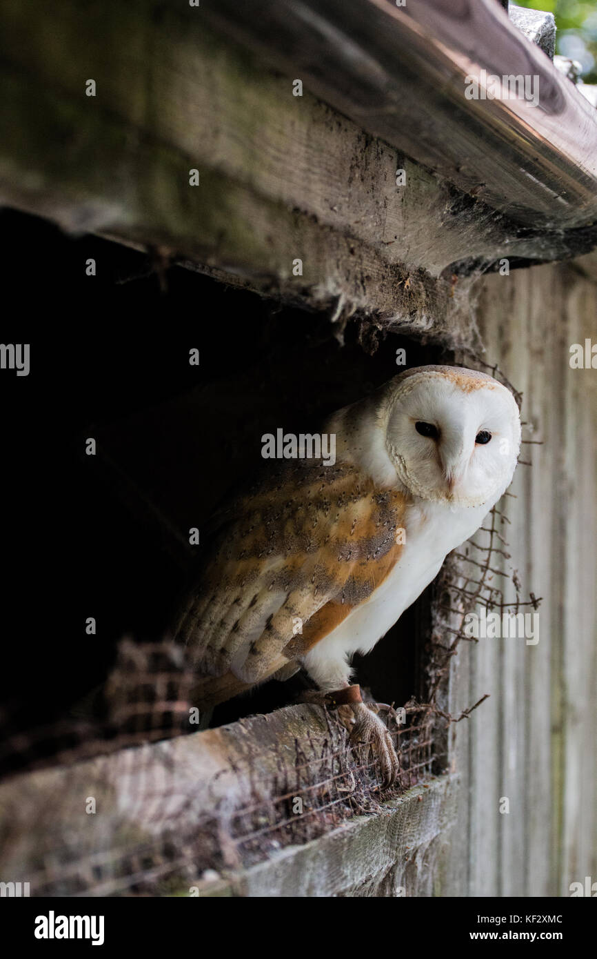 Dramatic Barn Owl Stock Photo - Alamy