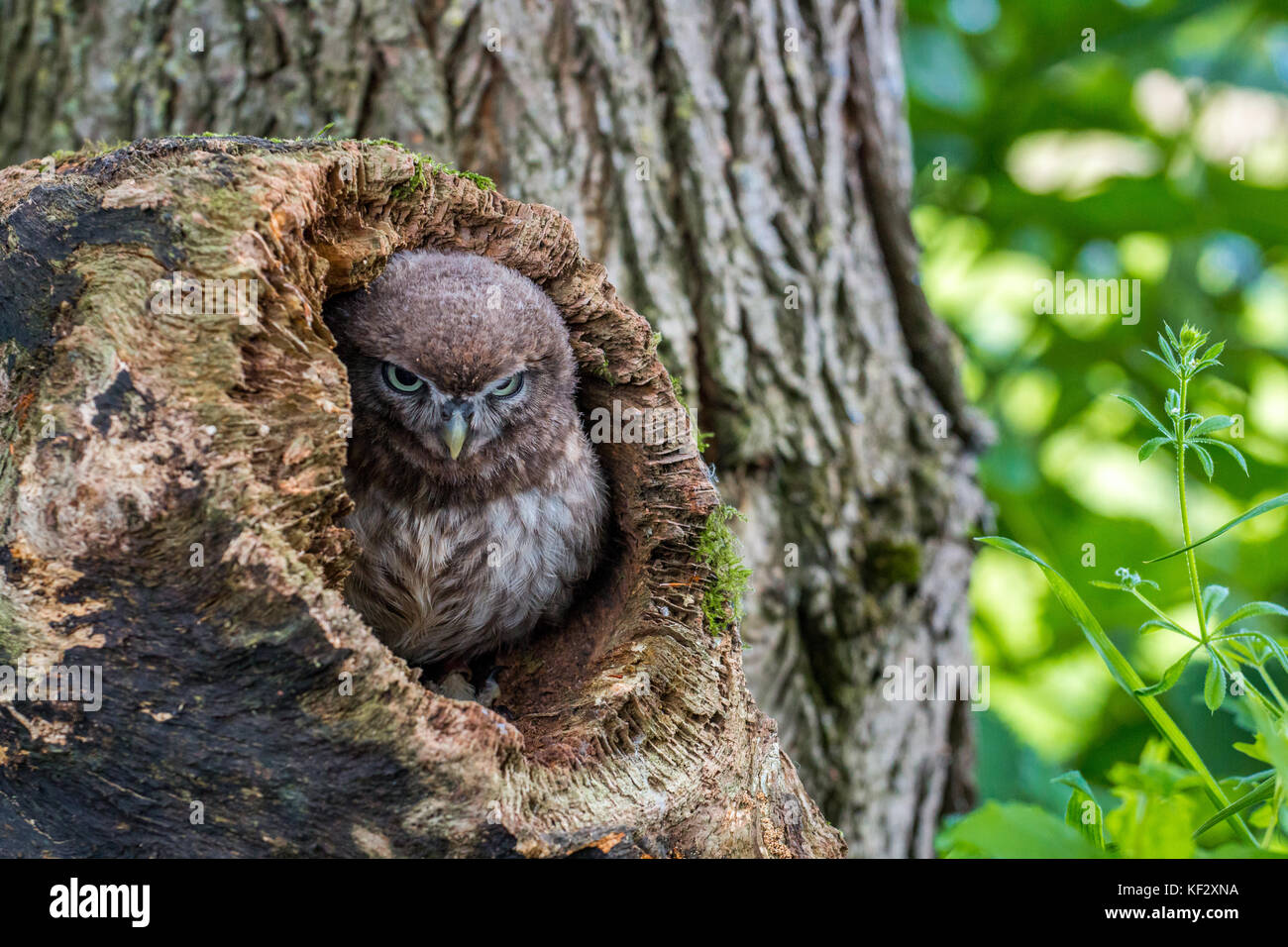 Owl woodland animals cute hi-res stock photography and images - Alamy