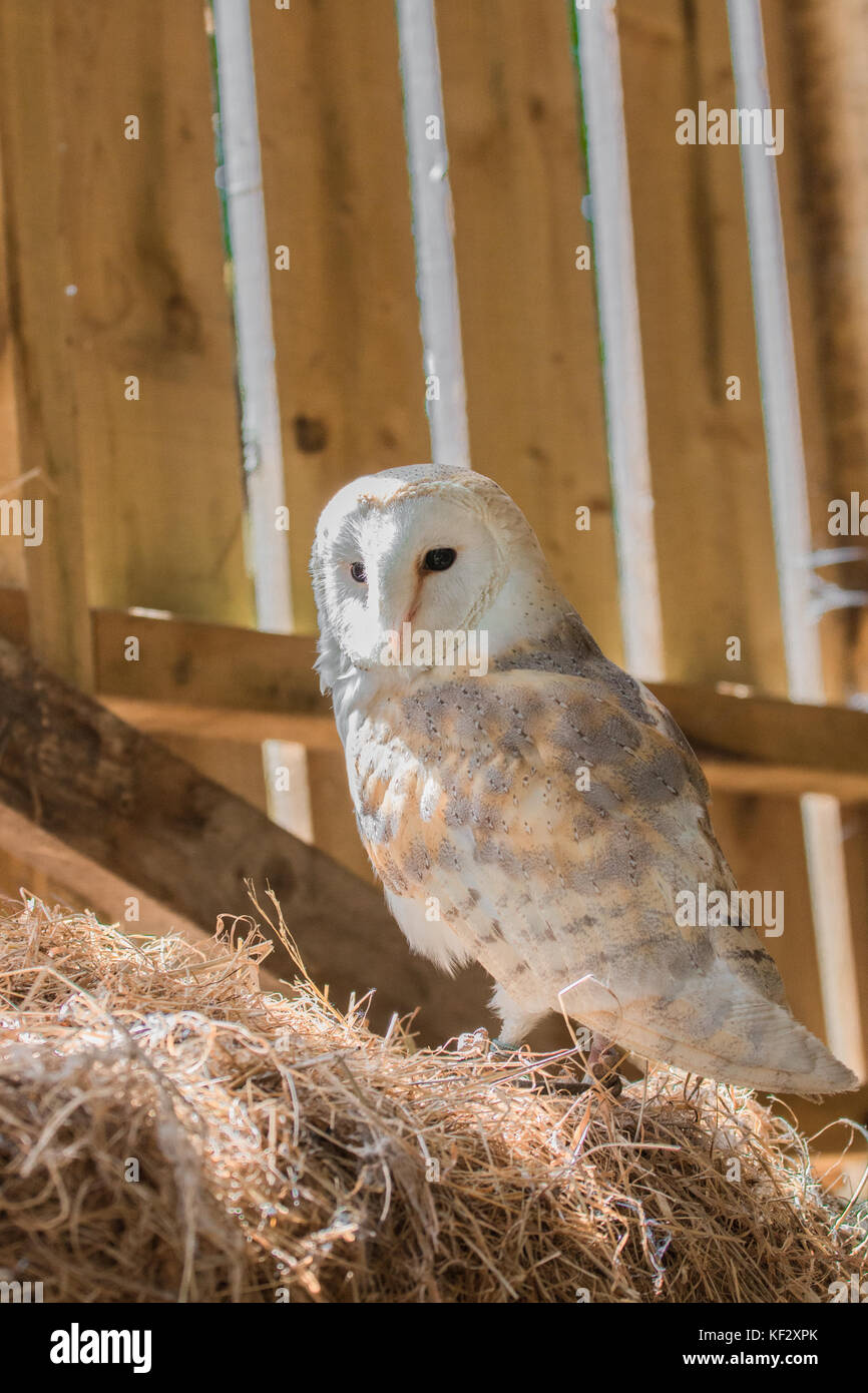 Hedwig harry potter hi-res stock photography and images - Alamy