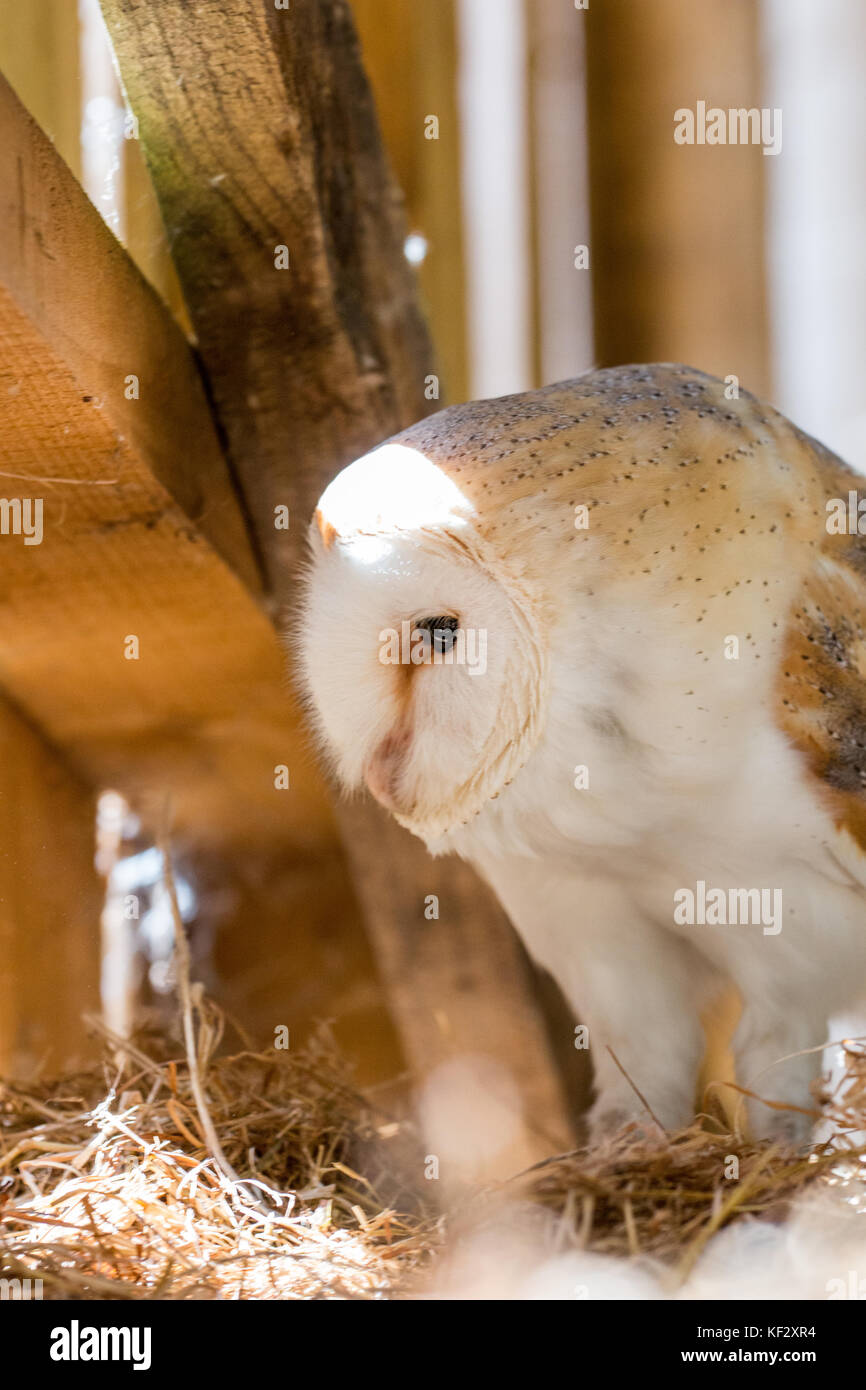 Dramatic Barn Owl Stock Photo - Alamy
