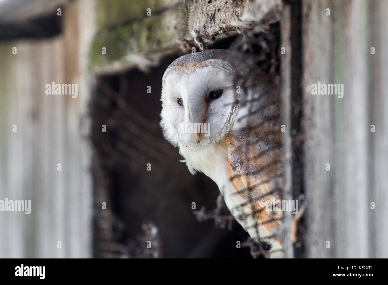 Dramatic Barn Owl Stock Photo - Alamy