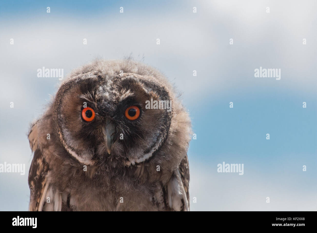 Bird of prey, hiding in the forest Stock Photo - Alamy