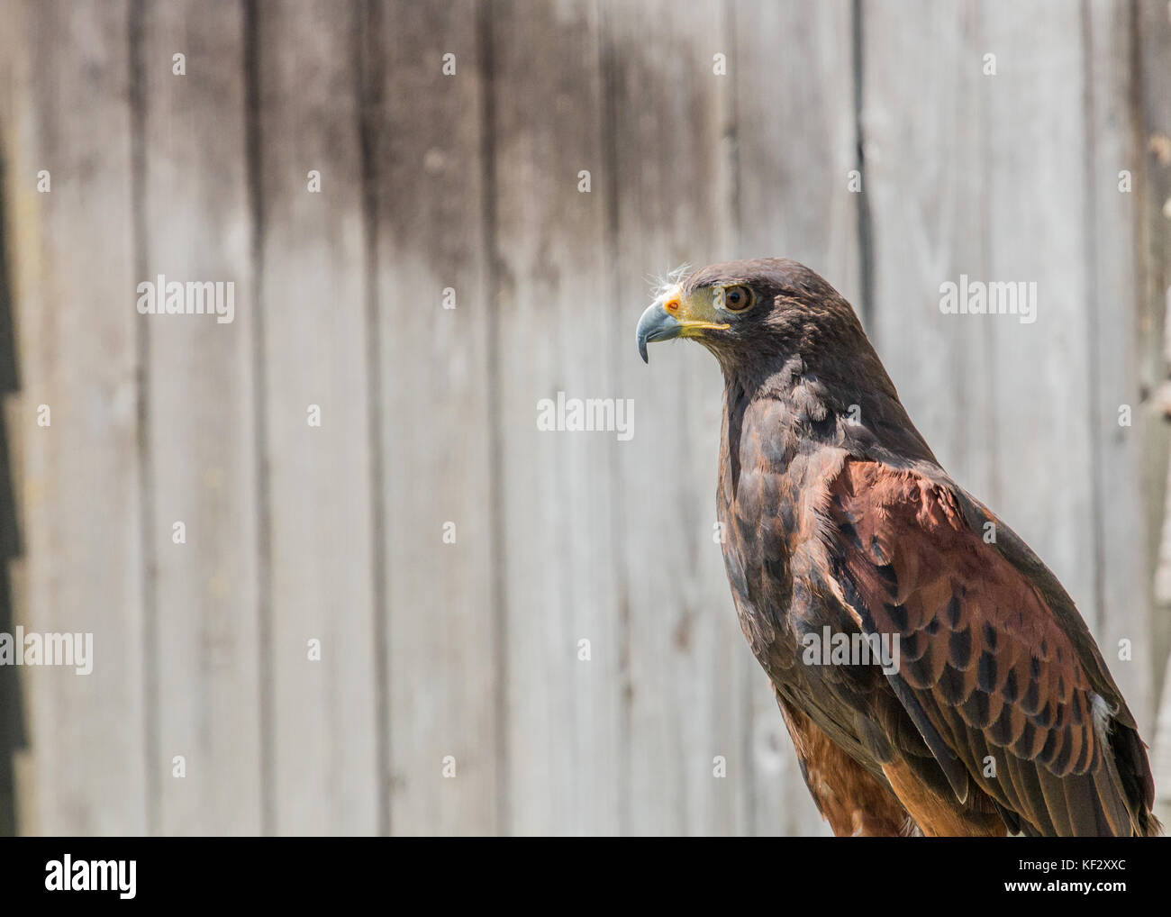 Birds of prey in flight Stock Photo - Alamy