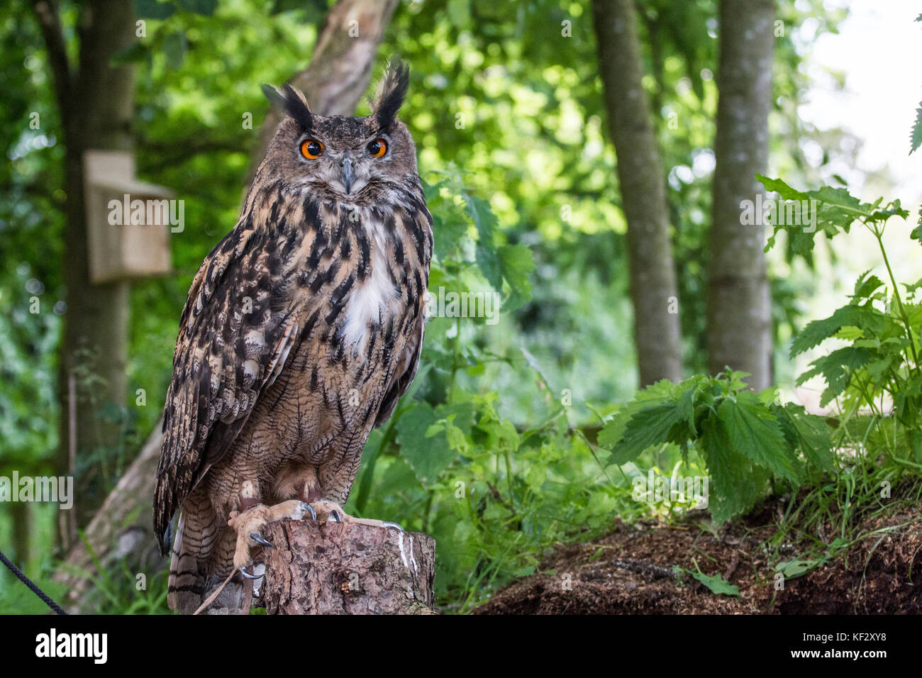 Bird of prey, hiding in the forest Stock Photo - Alamy
