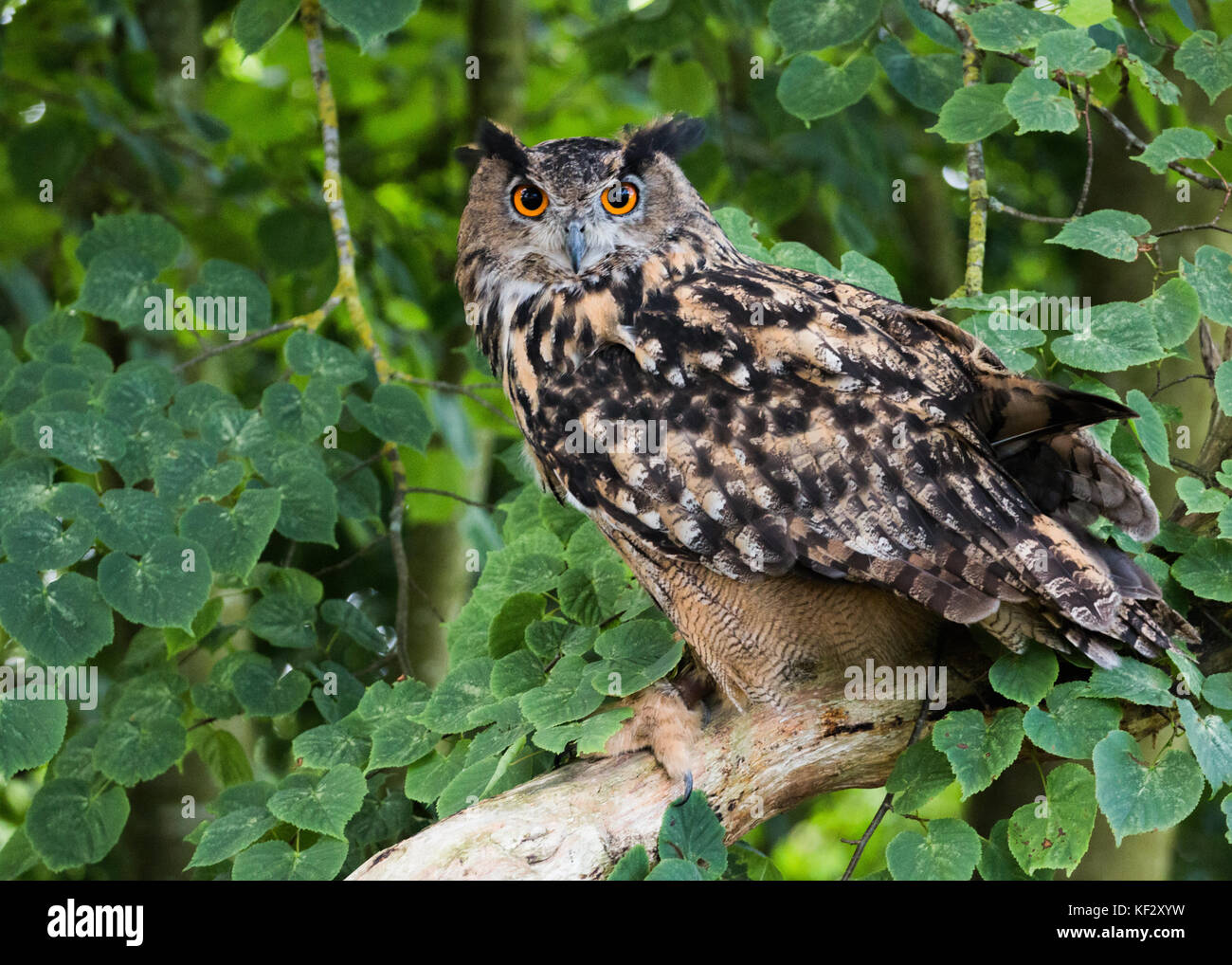 Bird of prey, hiding in the forest Stock Photo - Alamy