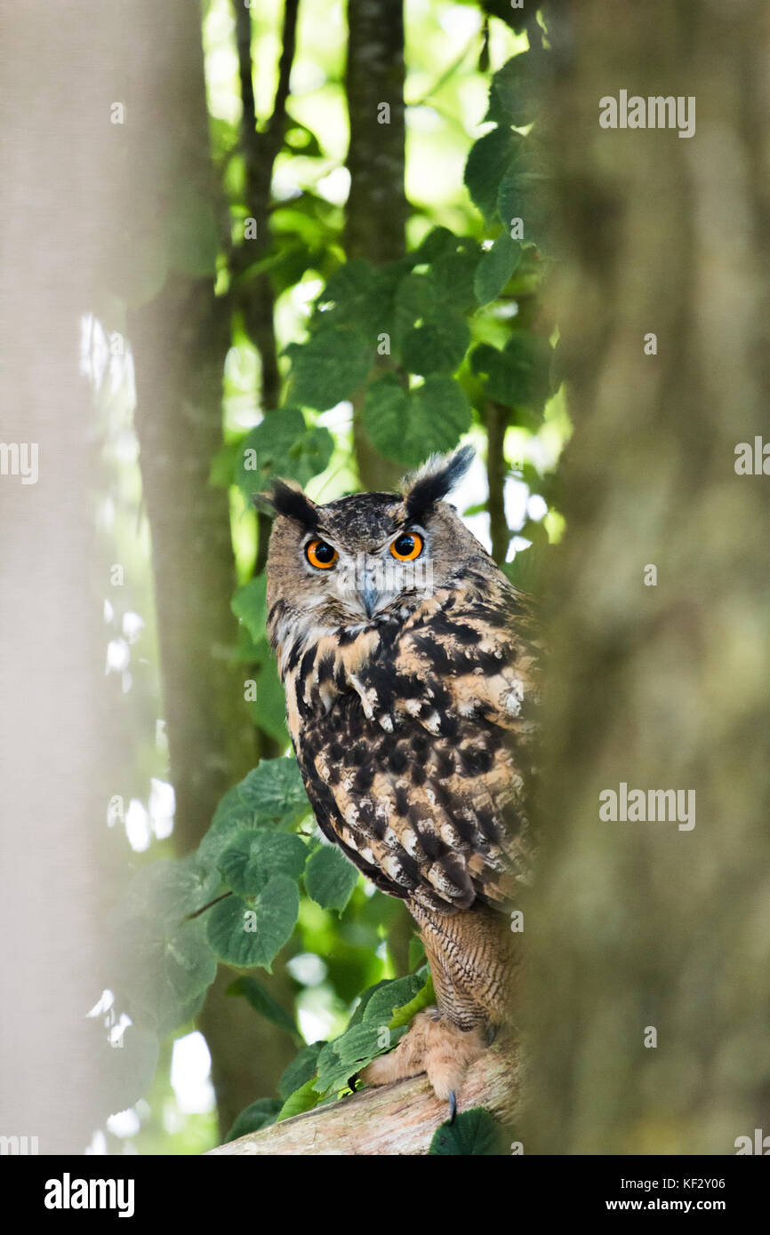 Bird of prey, hiding in the forest Stock Photo - Alamy