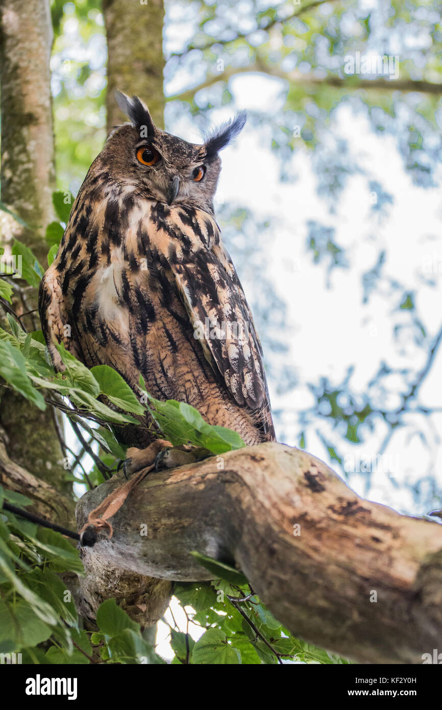 Bird of prey, hiding in the forest Stock Photo - Alamy